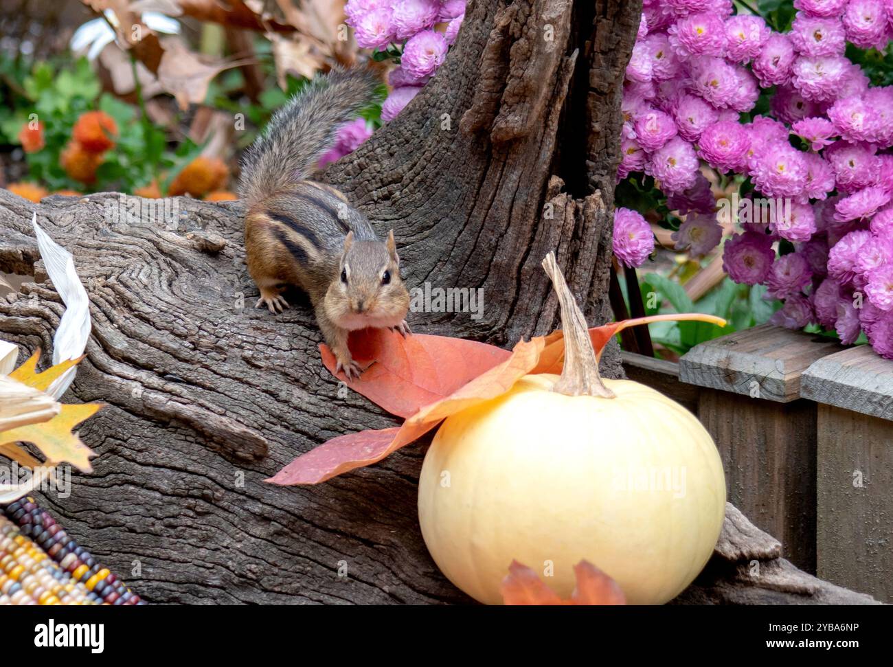 a chipmunk with filled cheeks from the corn, poses in this fall still ...