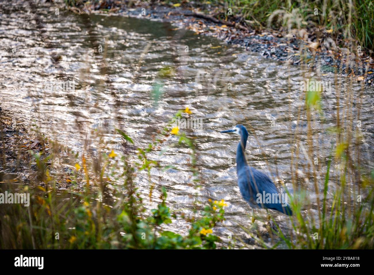 White-faced heron with light blue-grey feather strolling at riverbank ...