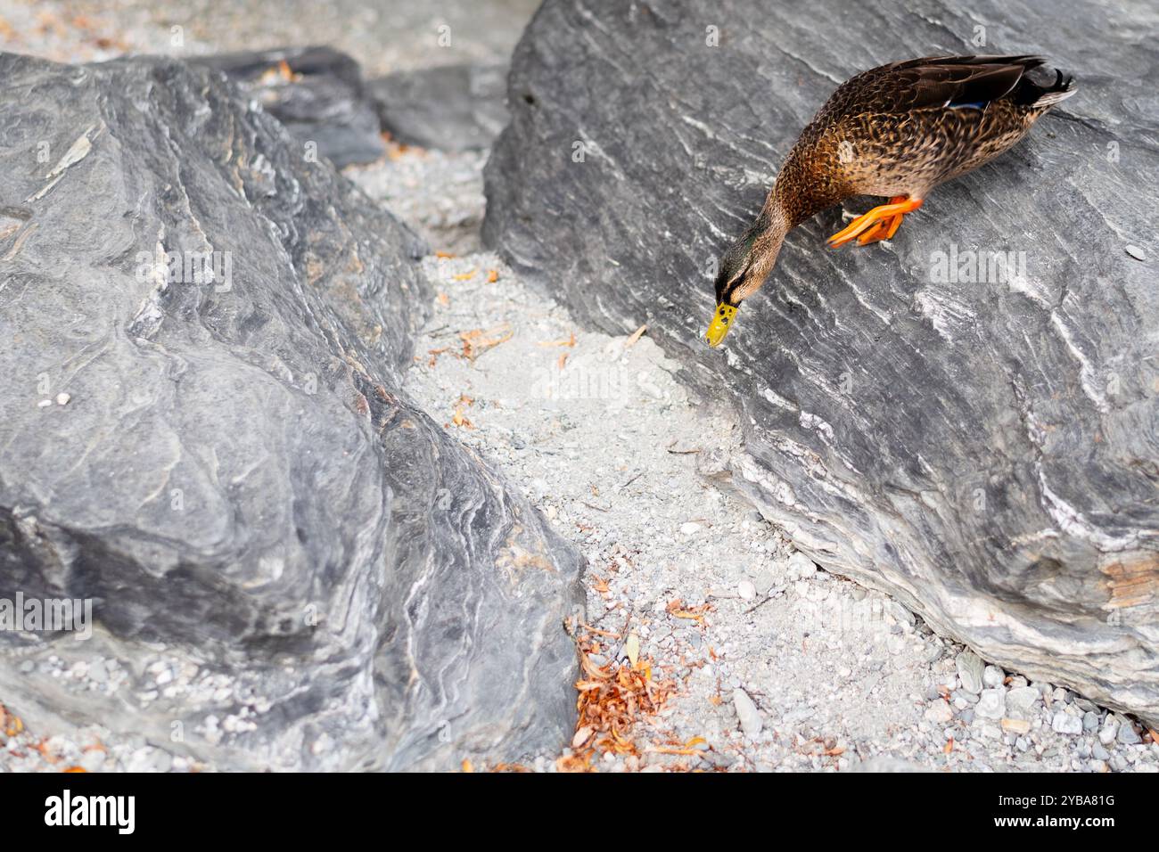 Funny moment in animals - duck trying to get off the rock, Queenstown ...