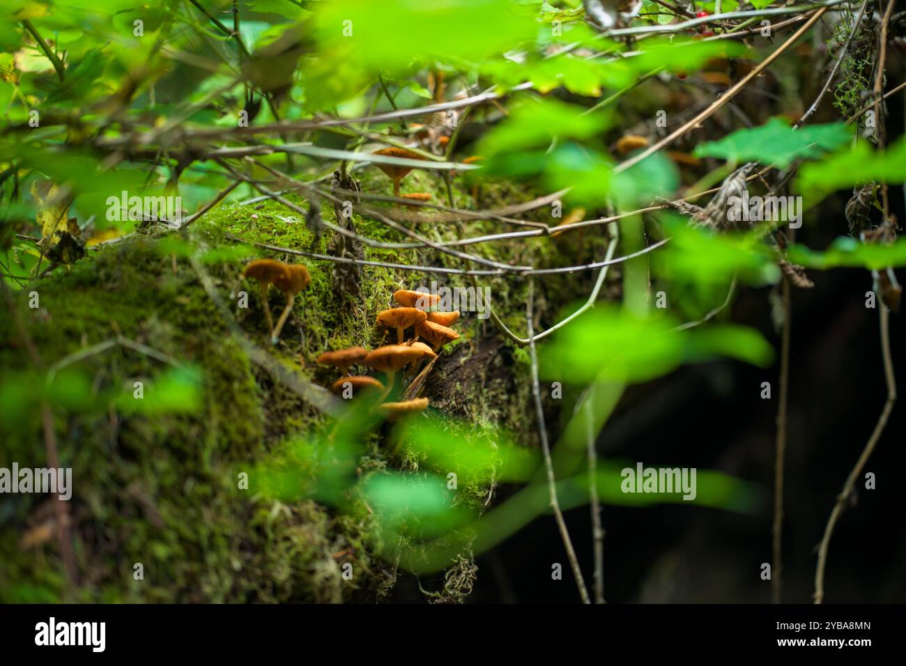 Oregon waterfall called Hidden Falls, in Clackamas County, OR Stock ...