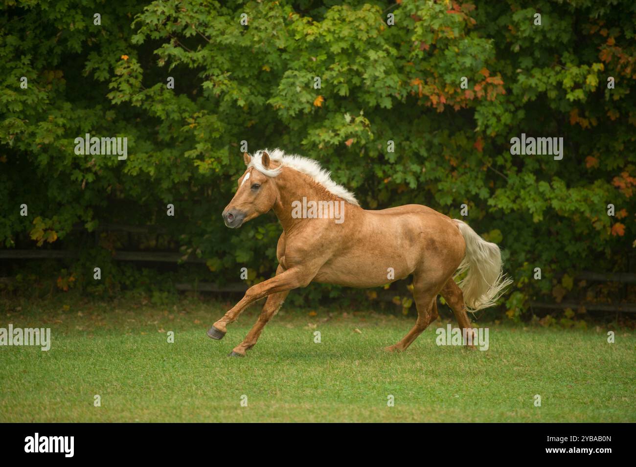 purebred palomino connemara stallion free running in field of green grass and trees in ...