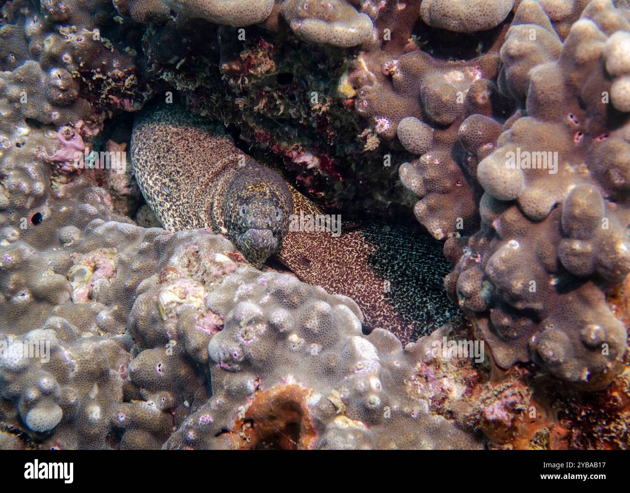 A Pepper Moray eel hides on a sponge-covered coral reef at the bottom ...
