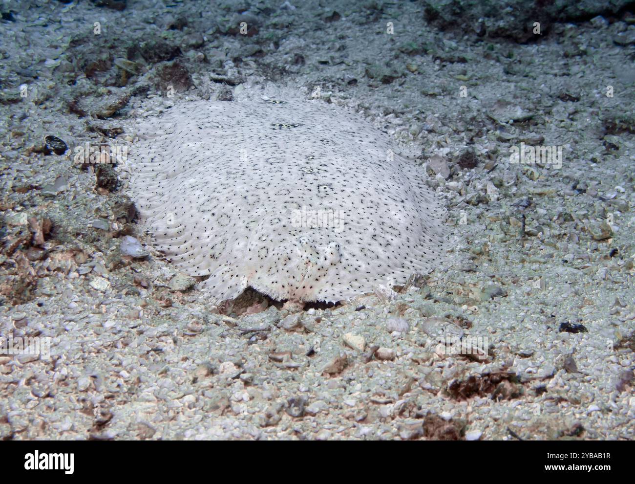A flounder fish hides at the bottom of the Gulf of Oman in Fujairah ...