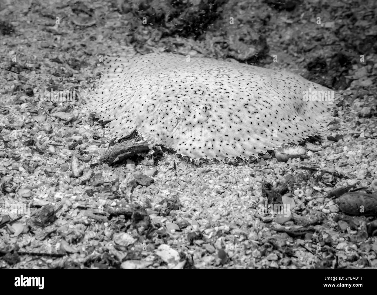 A flounder fish hides at the bottom of the Gulf of Oman in Fujairah ...