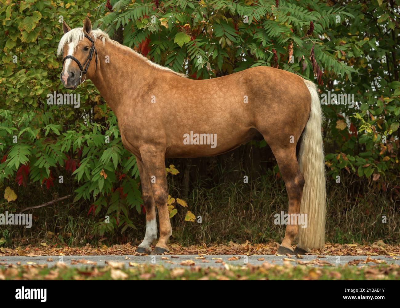 Connemara conformation hi-res stock photography and images - Alamy