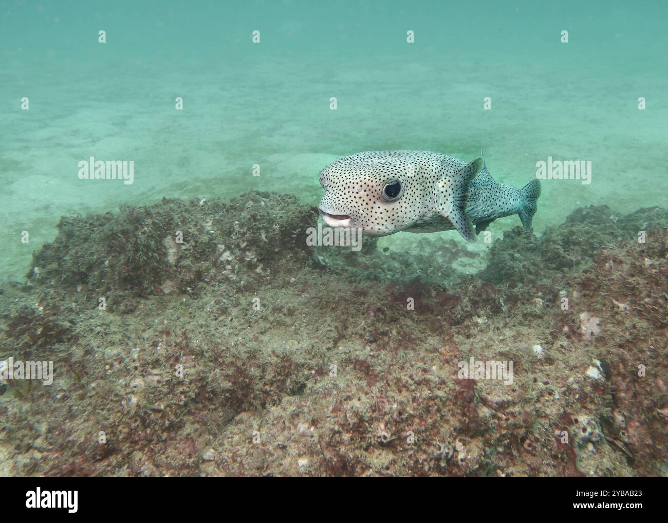 The spot-fin porcupinefish (Diodon hystrix) on a coral reef at the ...
