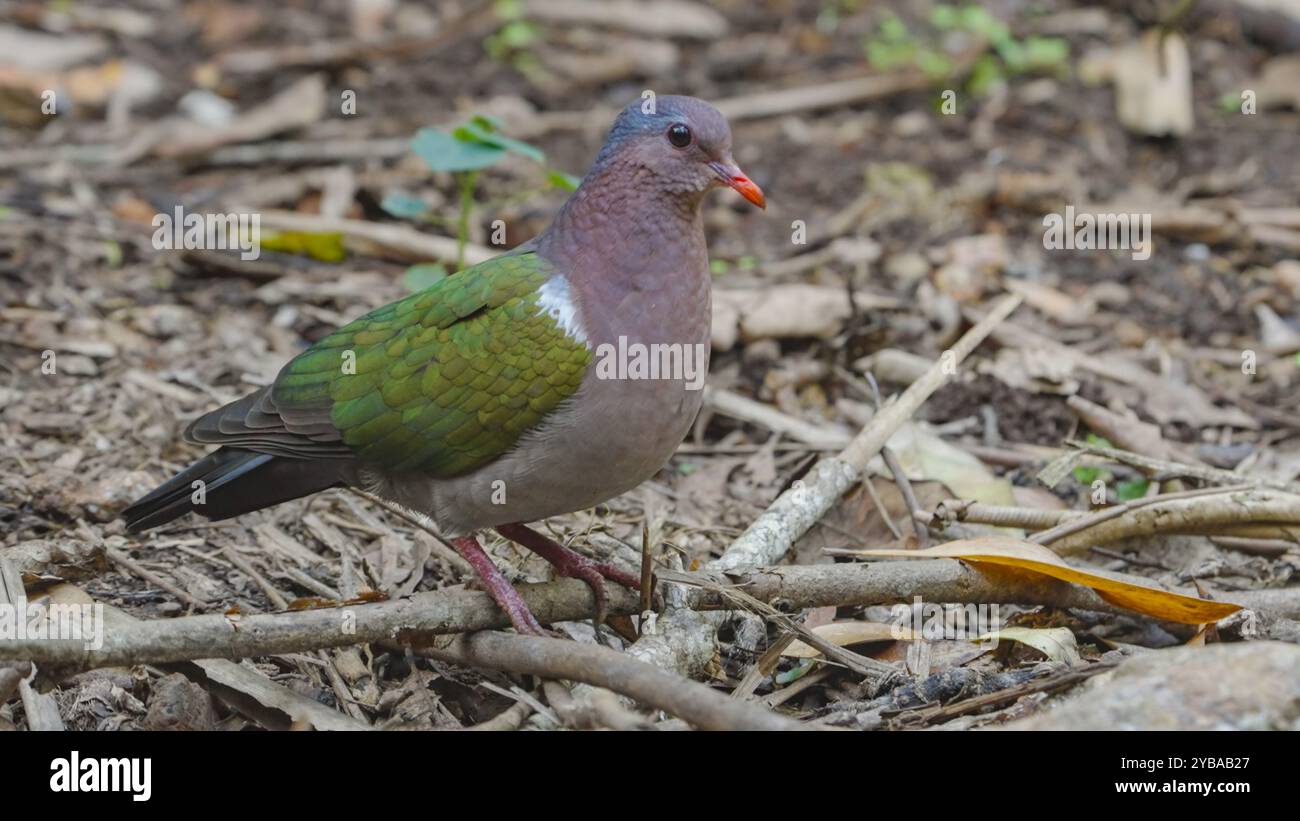 close view of a common emerald dove in the rainforest at lake eacham ...