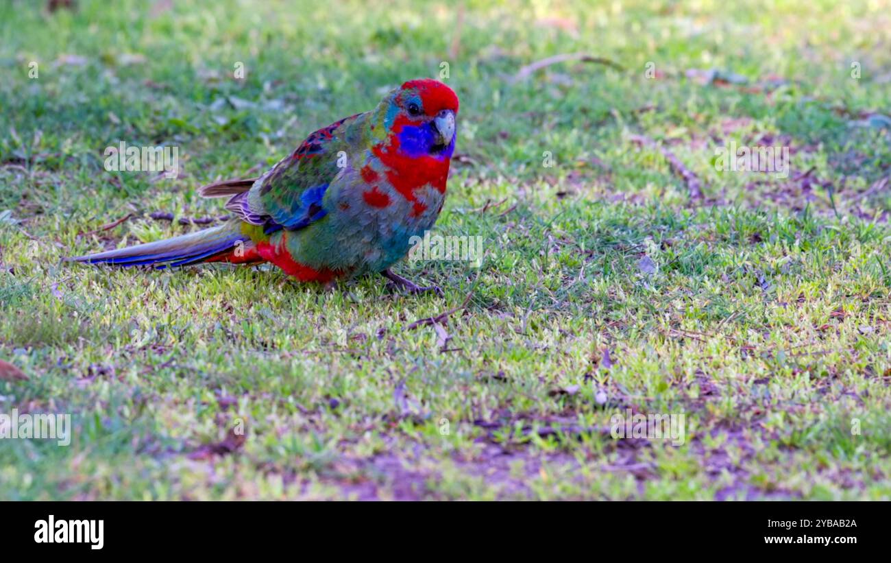 Immature australian parrot hi-res stock photography and images - Alamy
