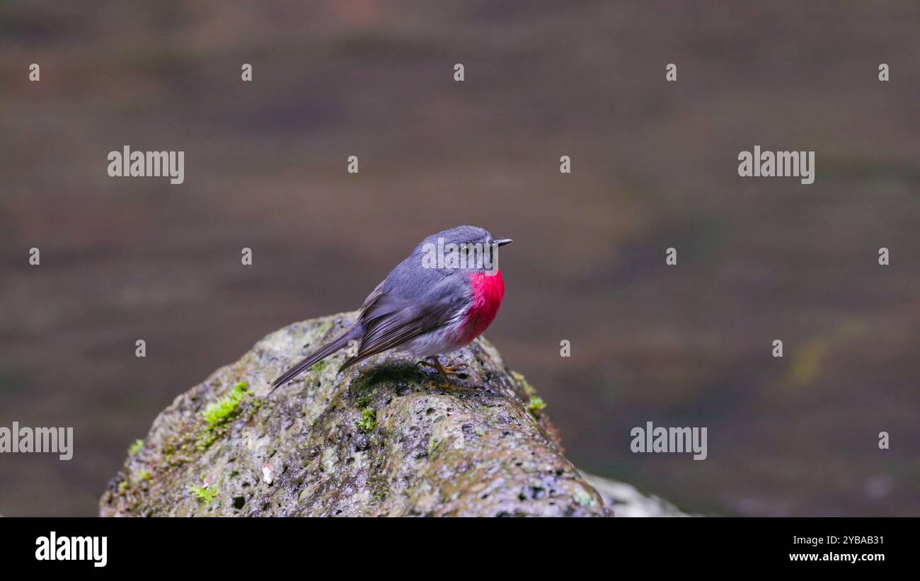 side view of a male rose robin standing on a rock at elebana falls in ...
