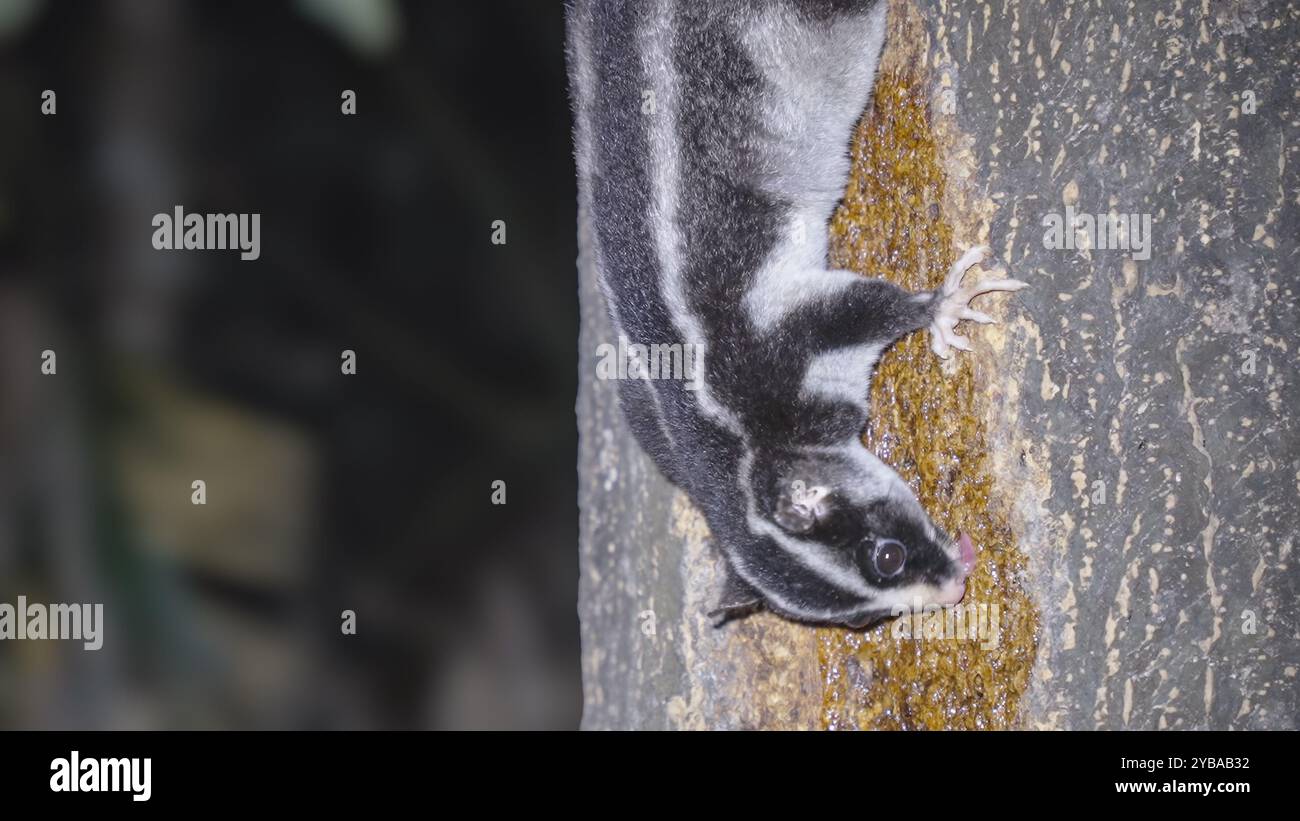 close up side view of a striped possum feeding on a rainforest tree ...