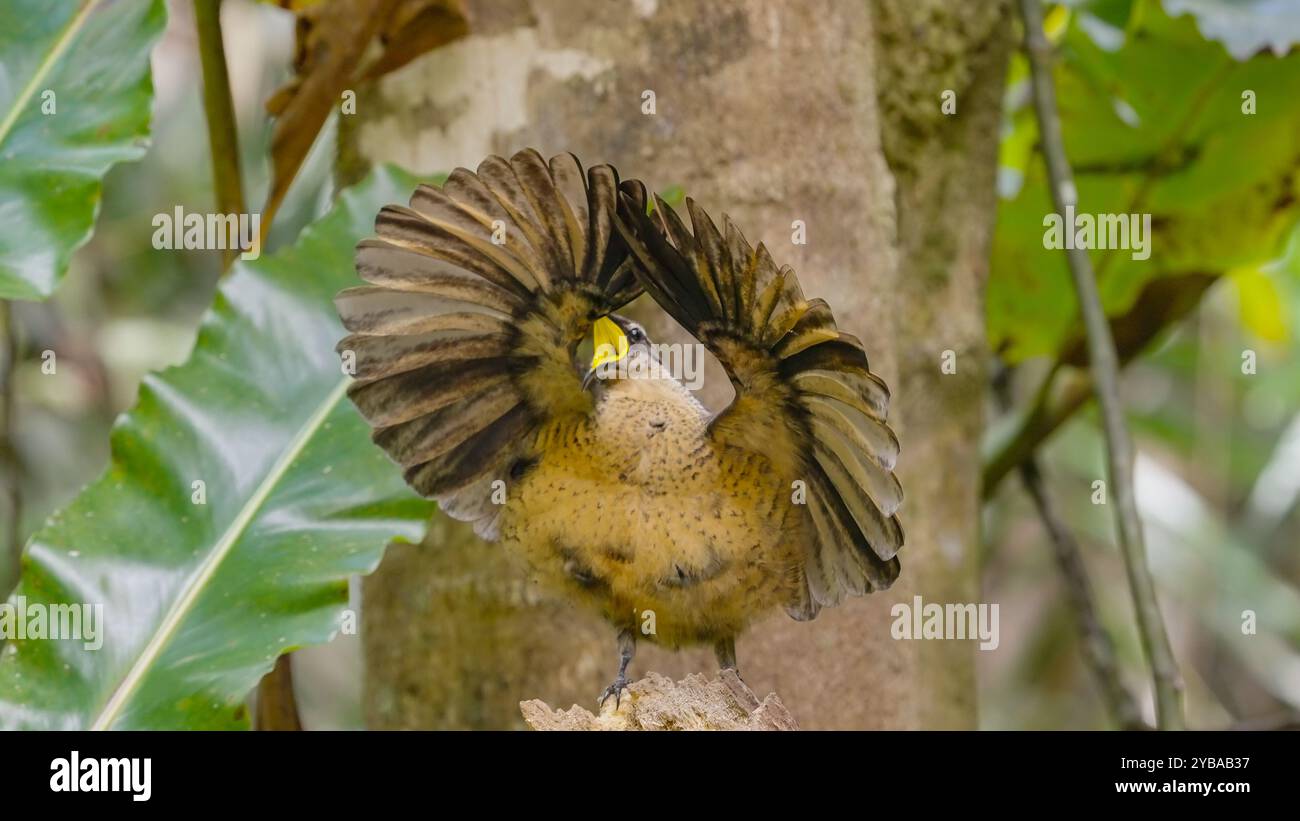 young male victoria's riflebird practicing its mating display in the ...