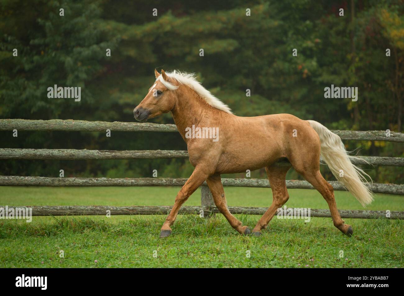 purebred palomino connemara stallion trotting freely in field of green grass and trees in ...