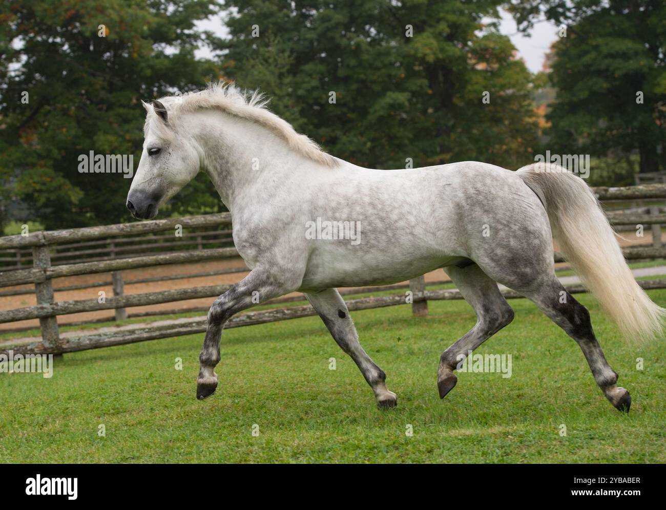 Dappled gray stallion hi-res stock photography and images - Alamy