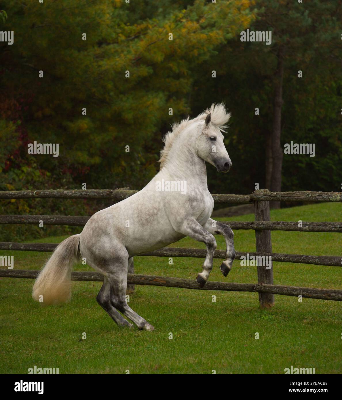 purebred connemara stallion rearing up in fenced in paddock pen or pasture with green grass and ...