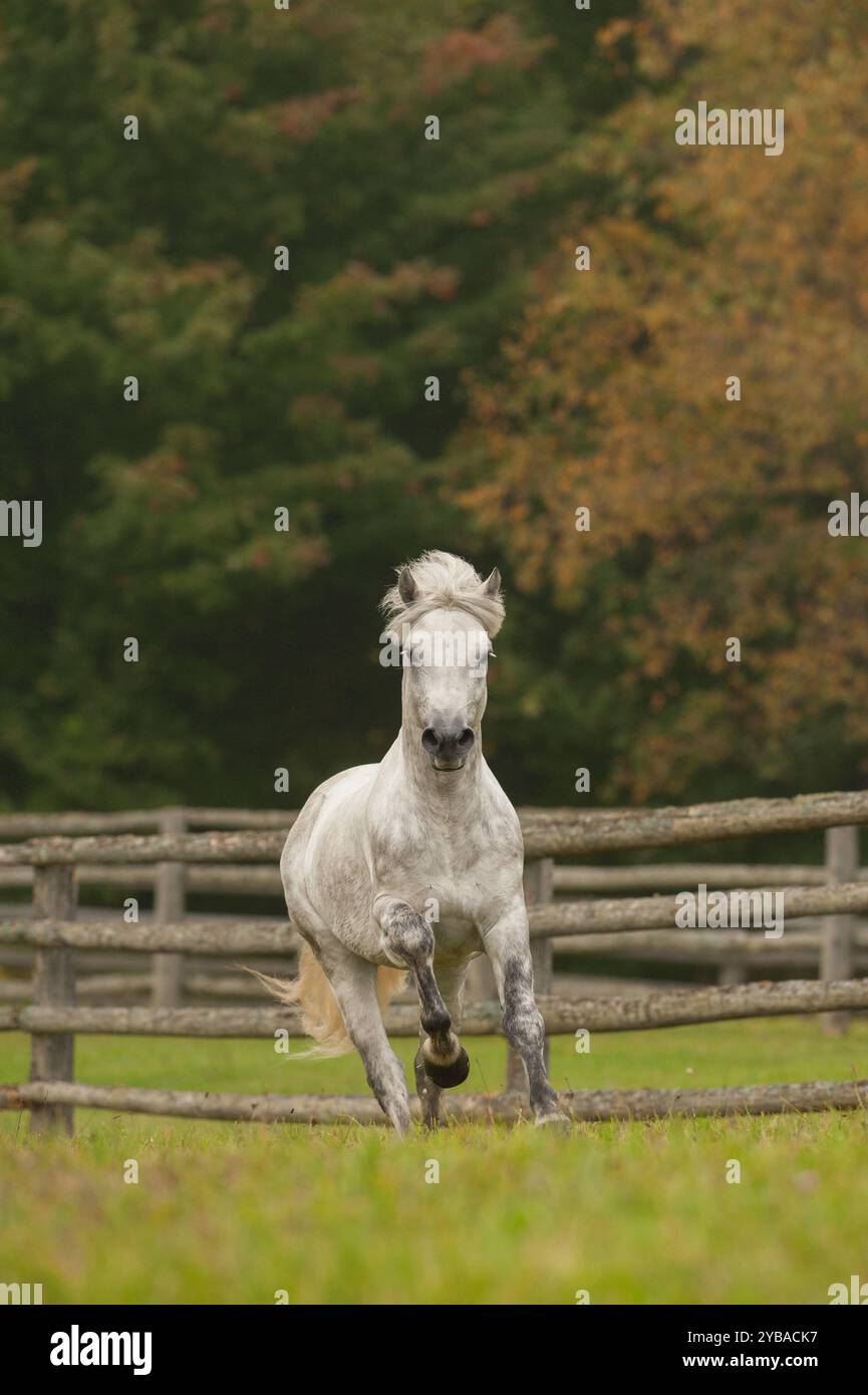 grey purebred connemara stallion free running in a field of green grass with trees vertical fall ...