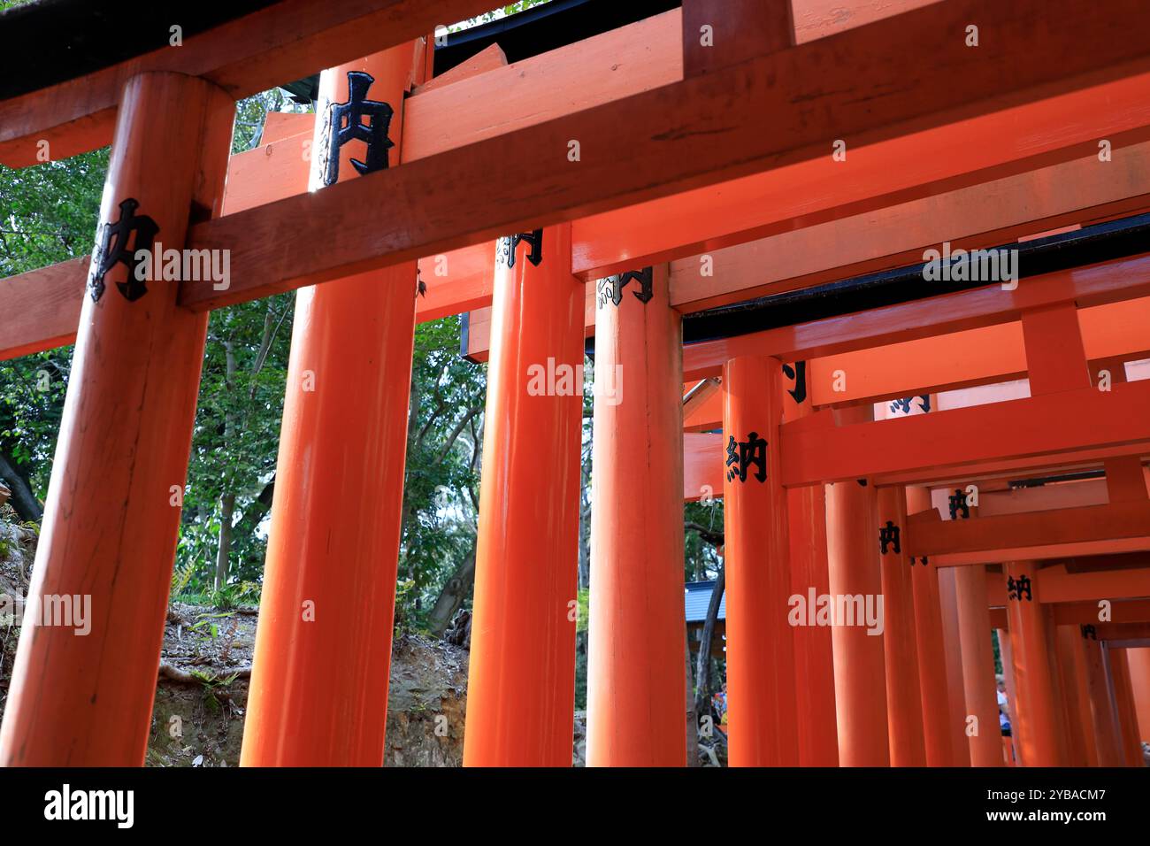 Senbon Torii gates in Fushimi Inari-taisha shrine. Kyoto,Kansai,Japan ...