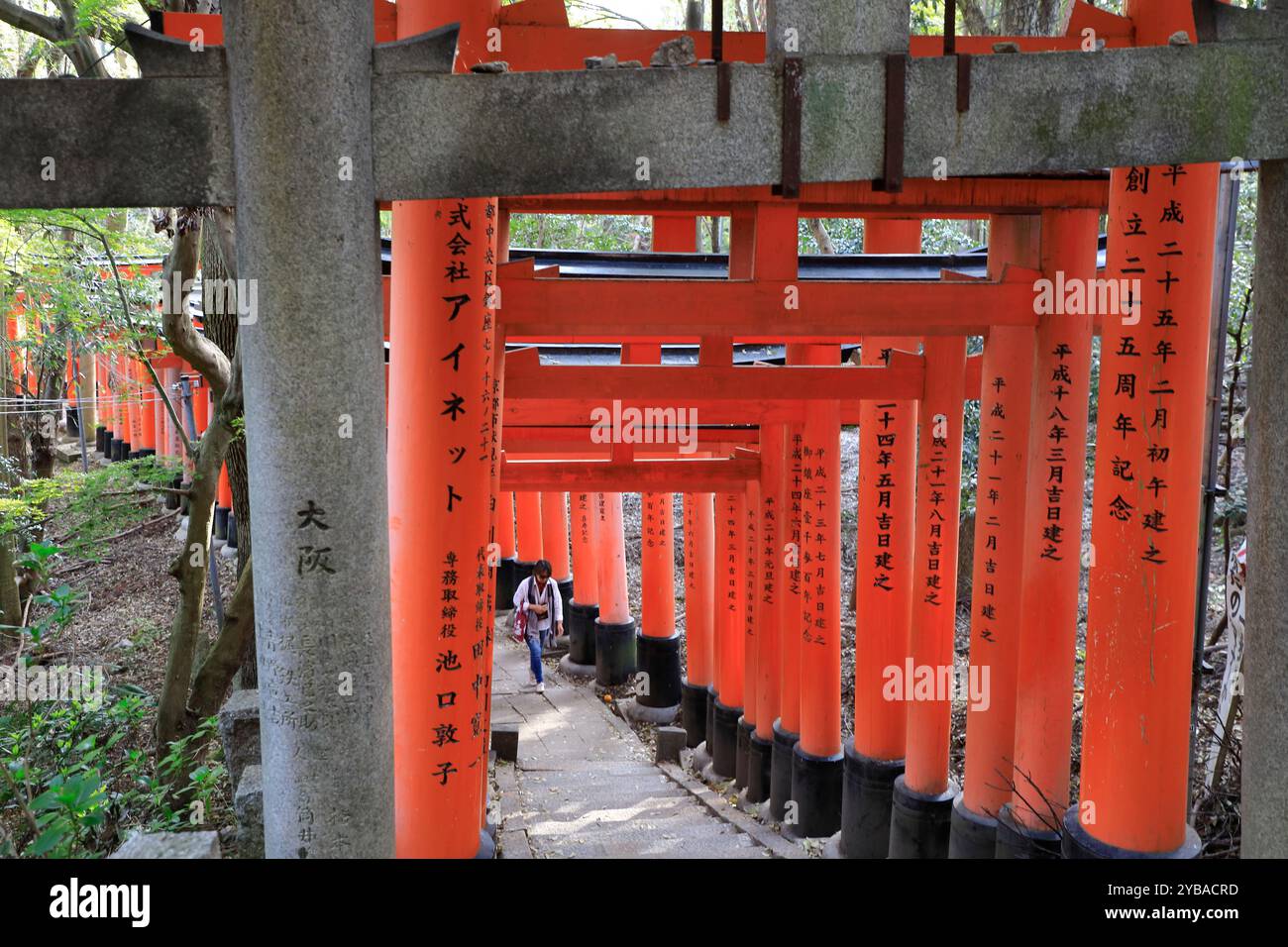 Senbon Torii gates in Fushimi Inari-taisha shrine. Kyoto,Kansai,Japan ...