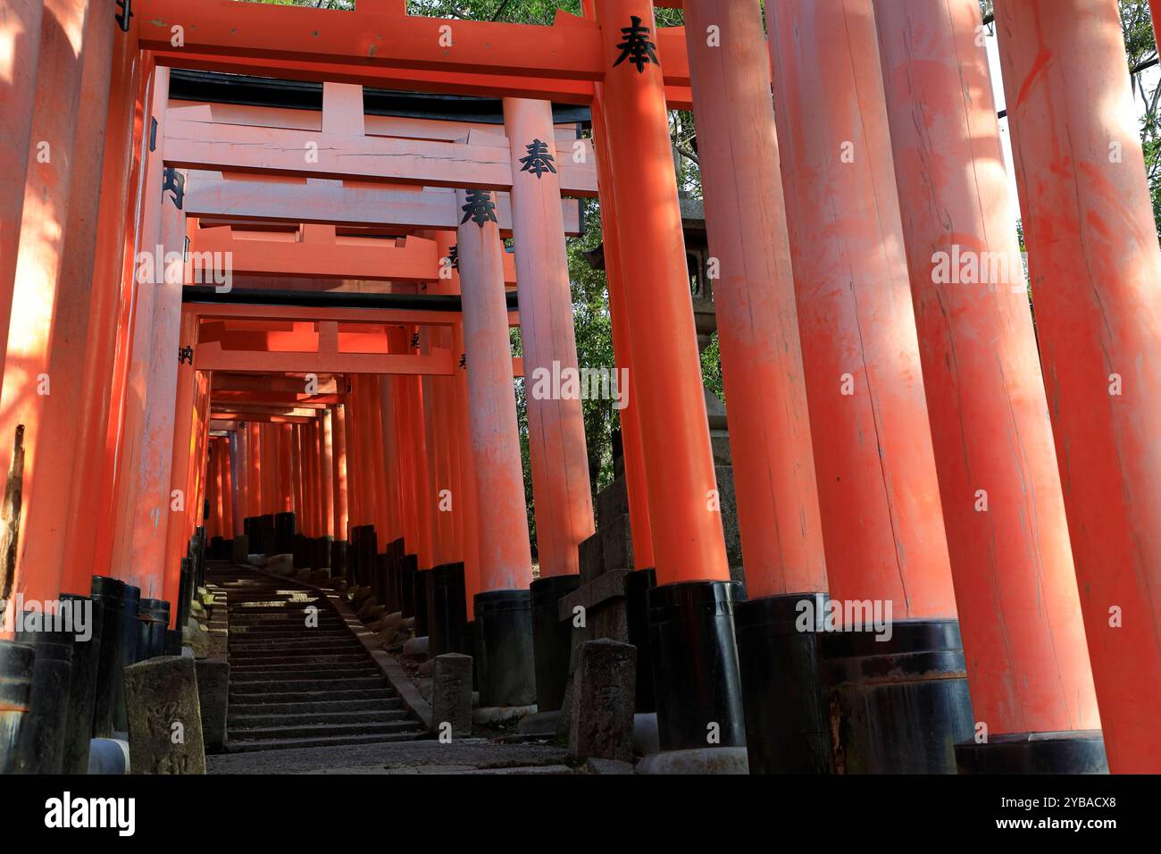 Senbon Torii gates in Fushimi Inari-taisha shrine. Kyoto,Kansai,Japan ...