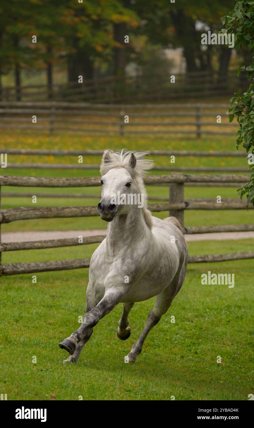 grey purebred connemara stallion free running in field of green grass with trees vertical fall ...