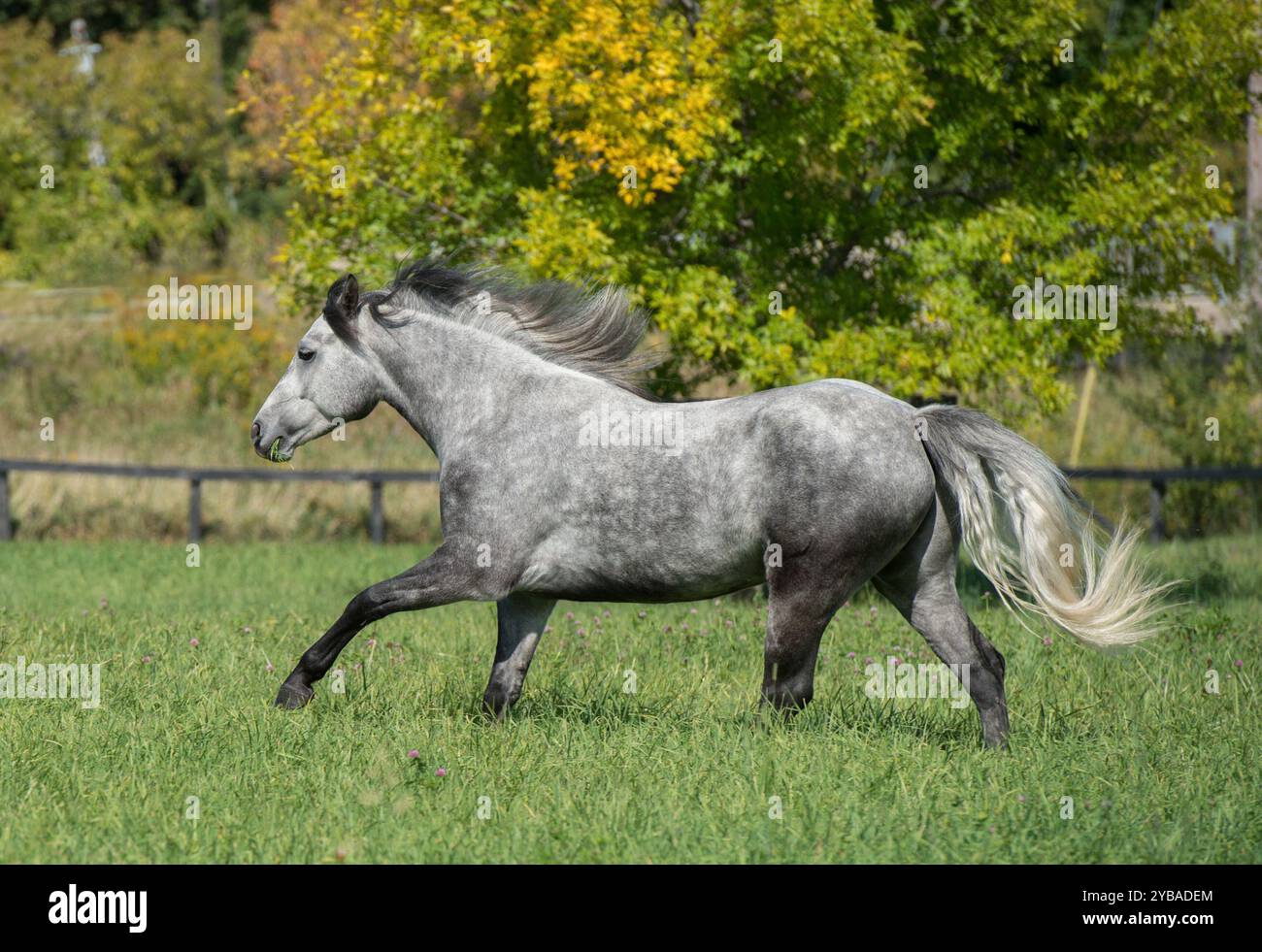 grey dappled purebred Connemara horse free running in field of green grass with trees in ...