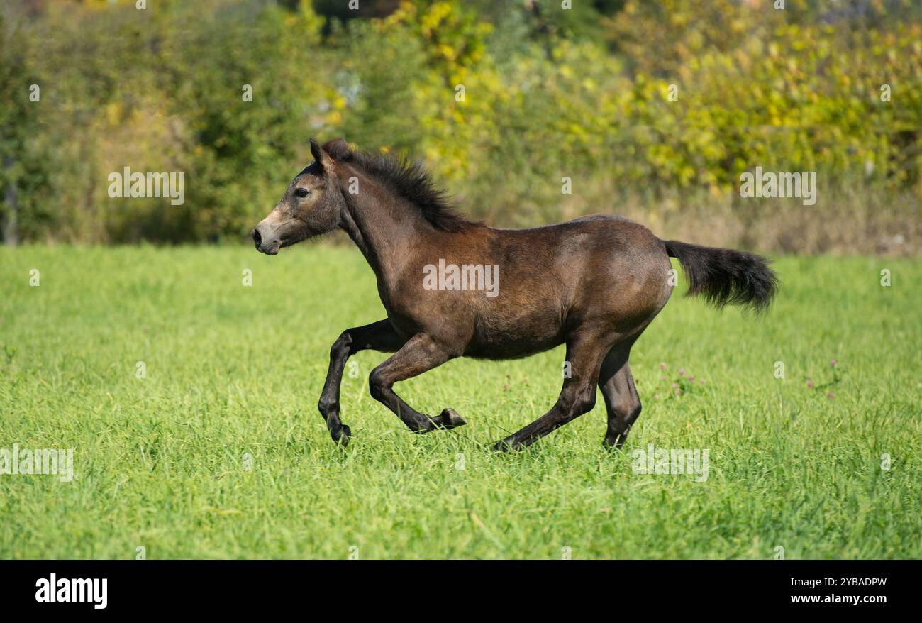 Colt horse hi-res stock photography and images - Alamy