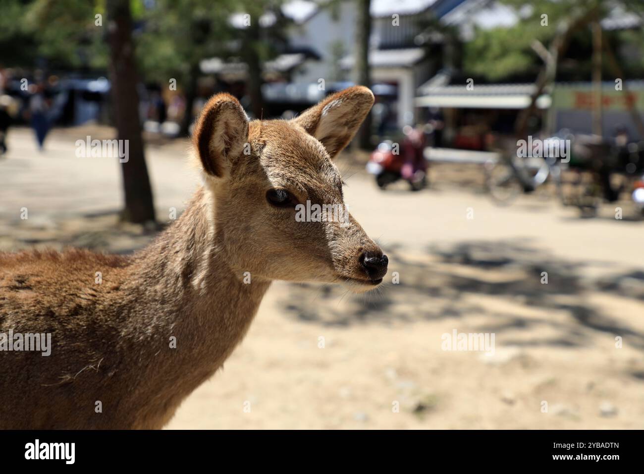 A deer in Nara Park.Nara.Japan Stock Photo - Alamy
