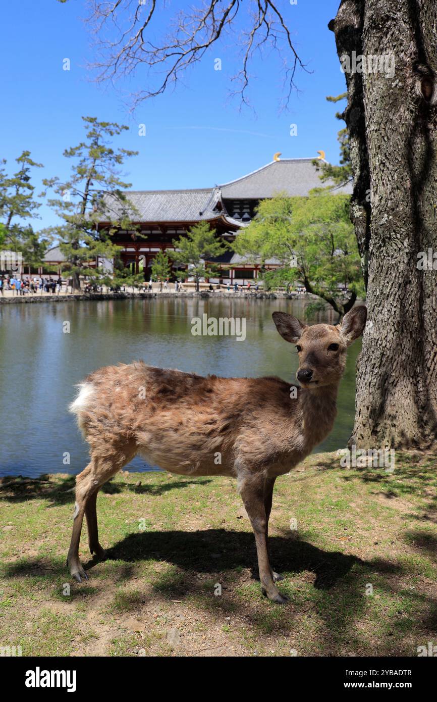 A deer in Nara Park with Todaiji Temple (Eastern Great Temple) in the ...