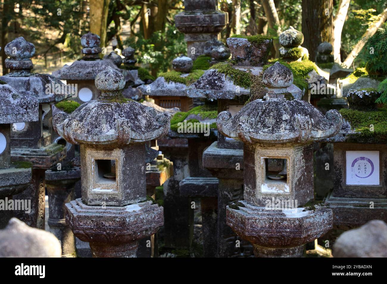 Thousands of traditional style stone lanterns covered with moss in ...