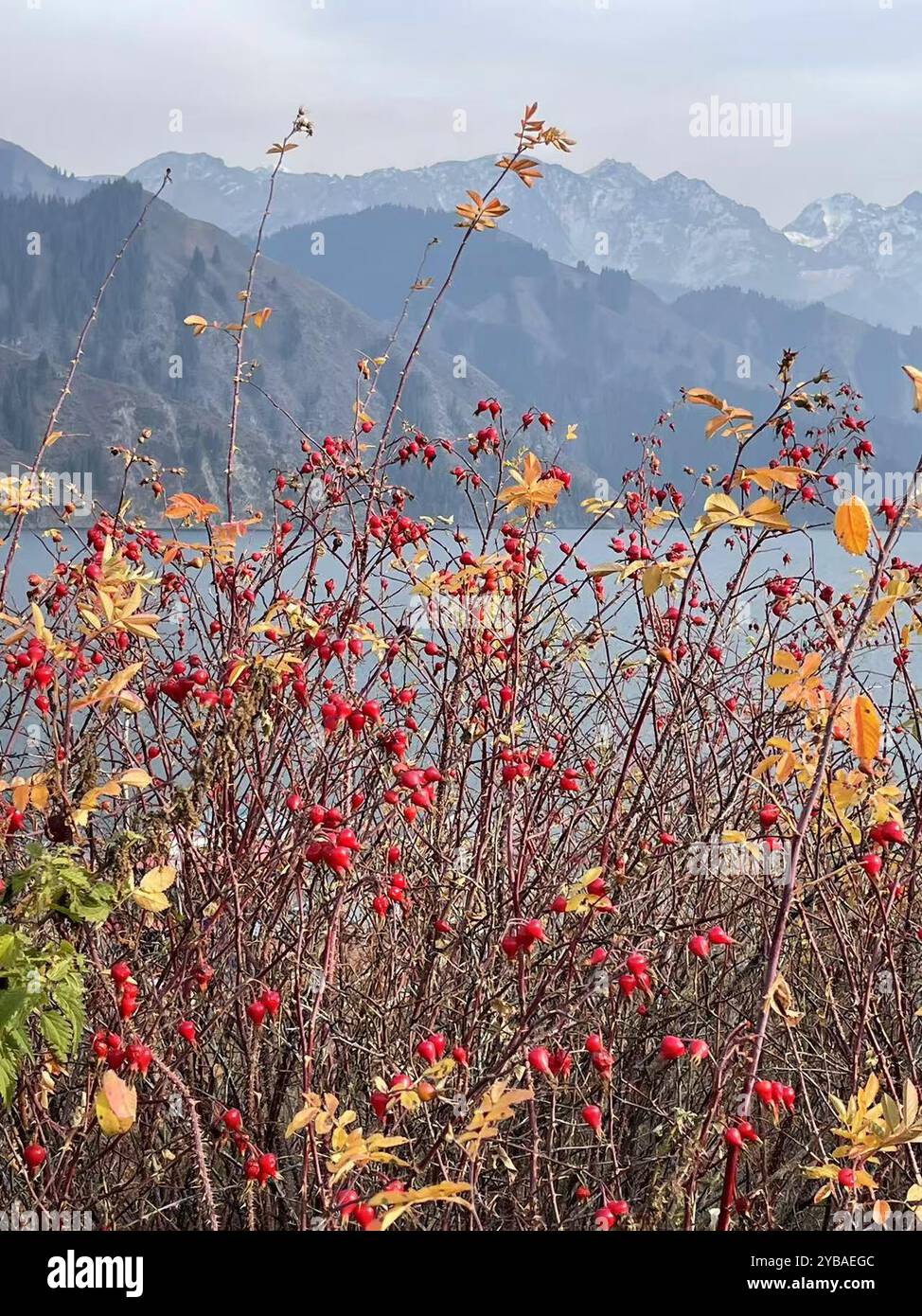 Urumqi, Tianshan Tianchi scenic spot in northwest China's Xinjiang ...