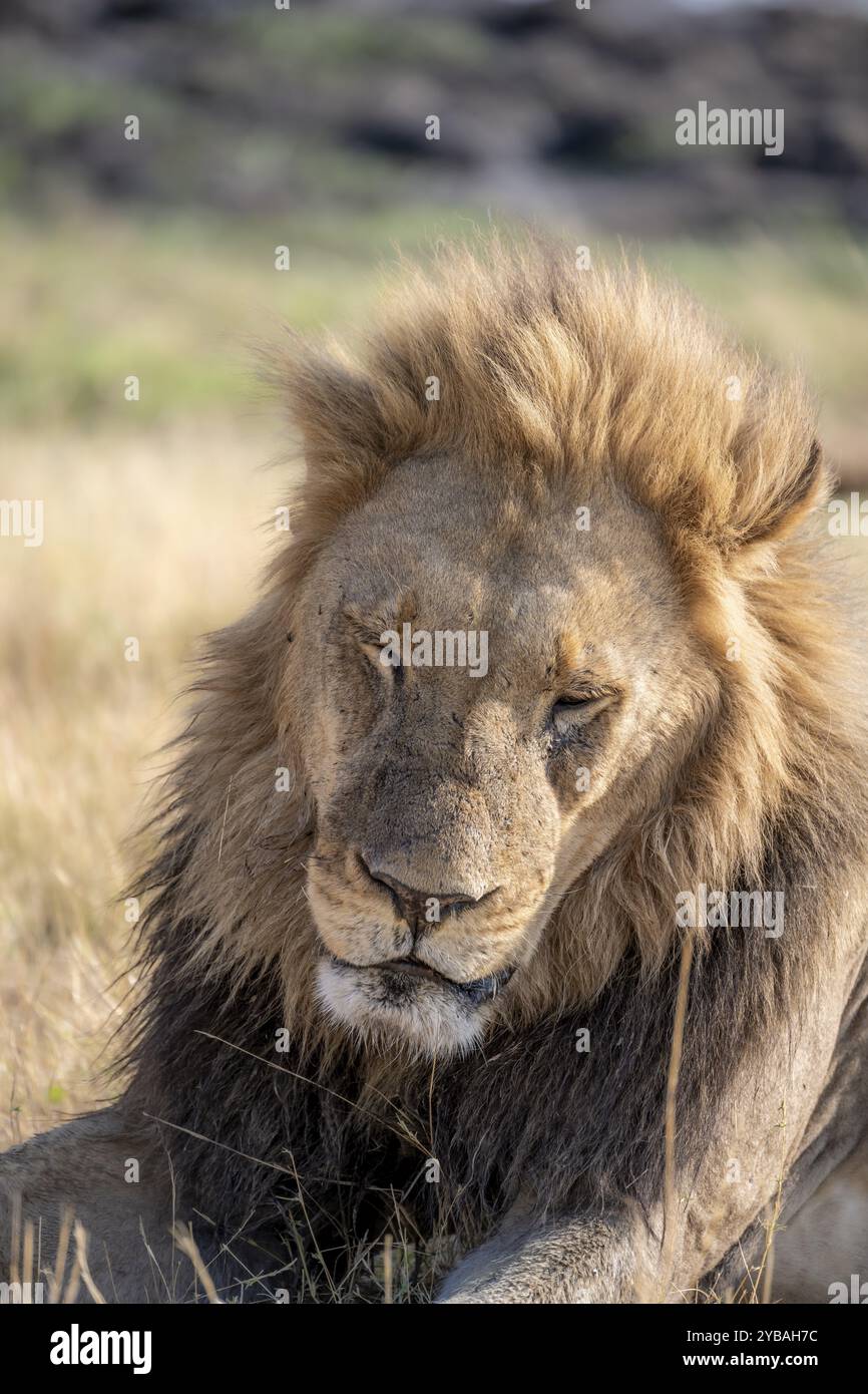 Lion (Panthera leo), animal portrait, adult male sleeping, lying in dry ...