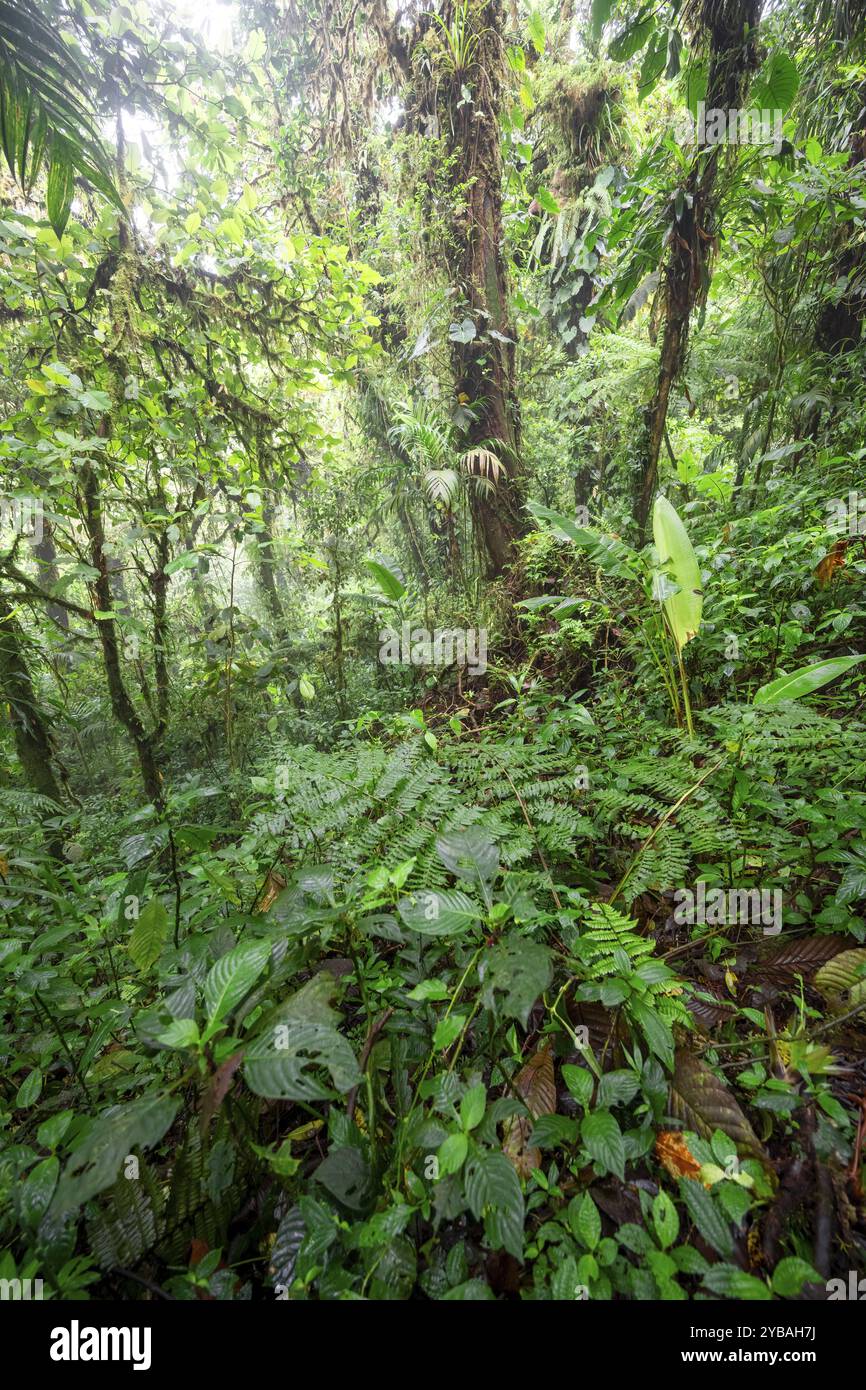 Dense vegetation in the rainforest, Monteverde cloud forest, Monte ...