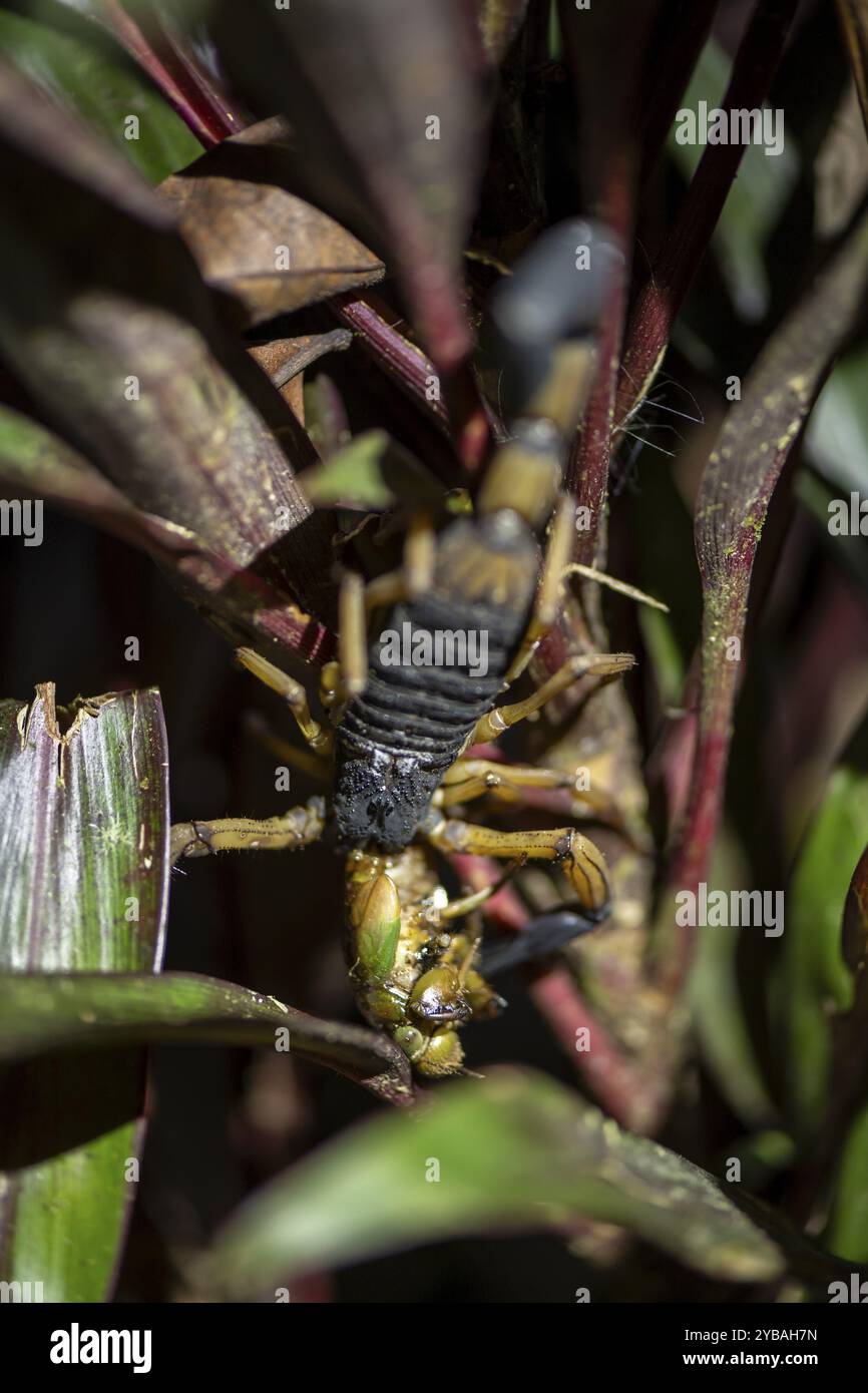 Bicoloured bark scorpion (Centruroides bicolor), scorpion eating prey ...