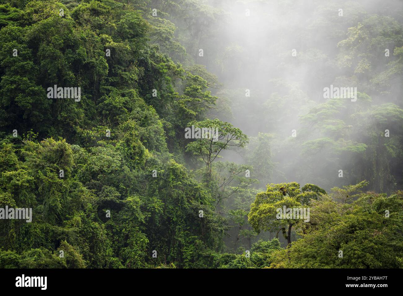 Fog drifts through the rainforest, treetops in the dense forest ...