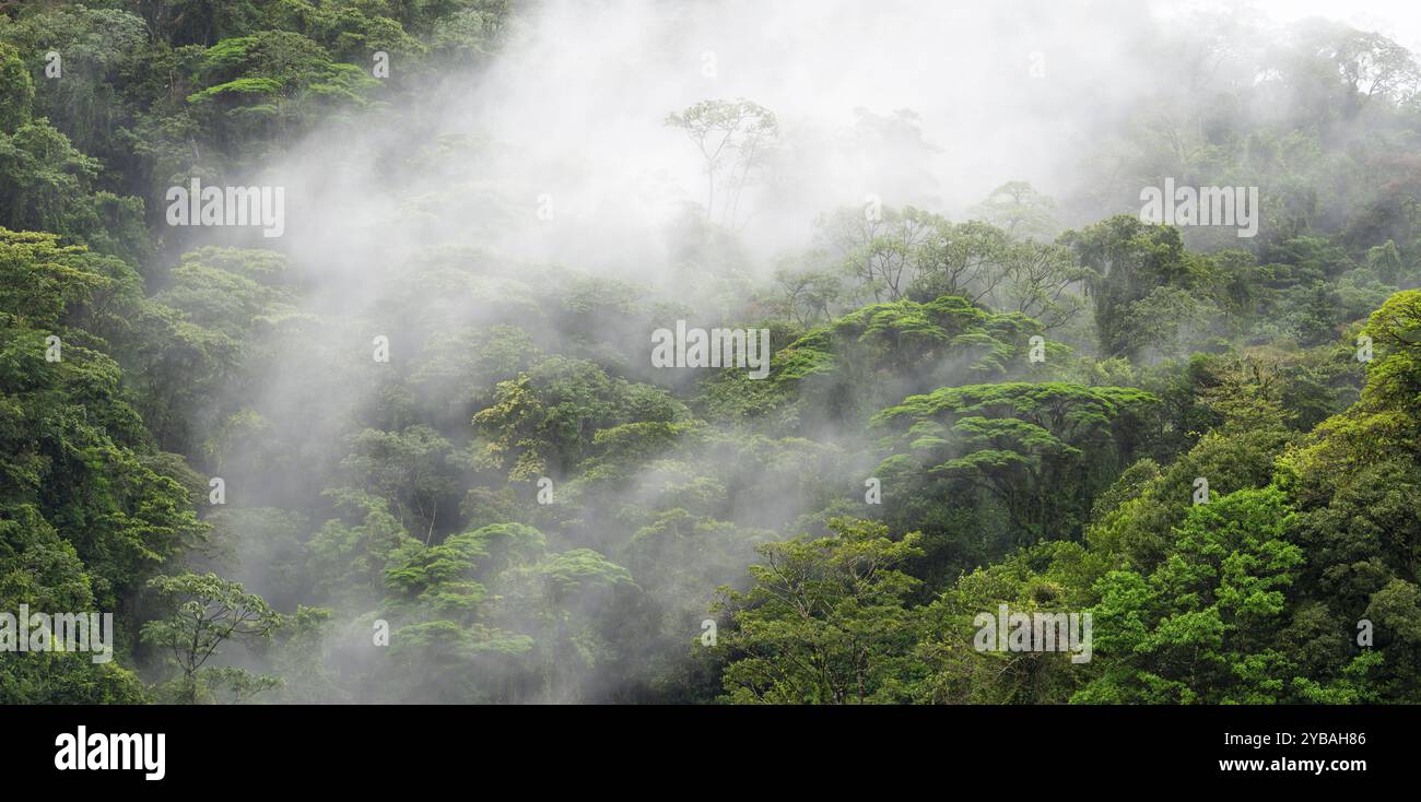 Fog drifts through the rainforest, treetops in the dense forest ...