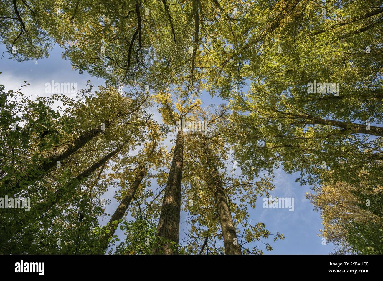 Leaves poplar in autumn hi-res stock photography and images - Alamy