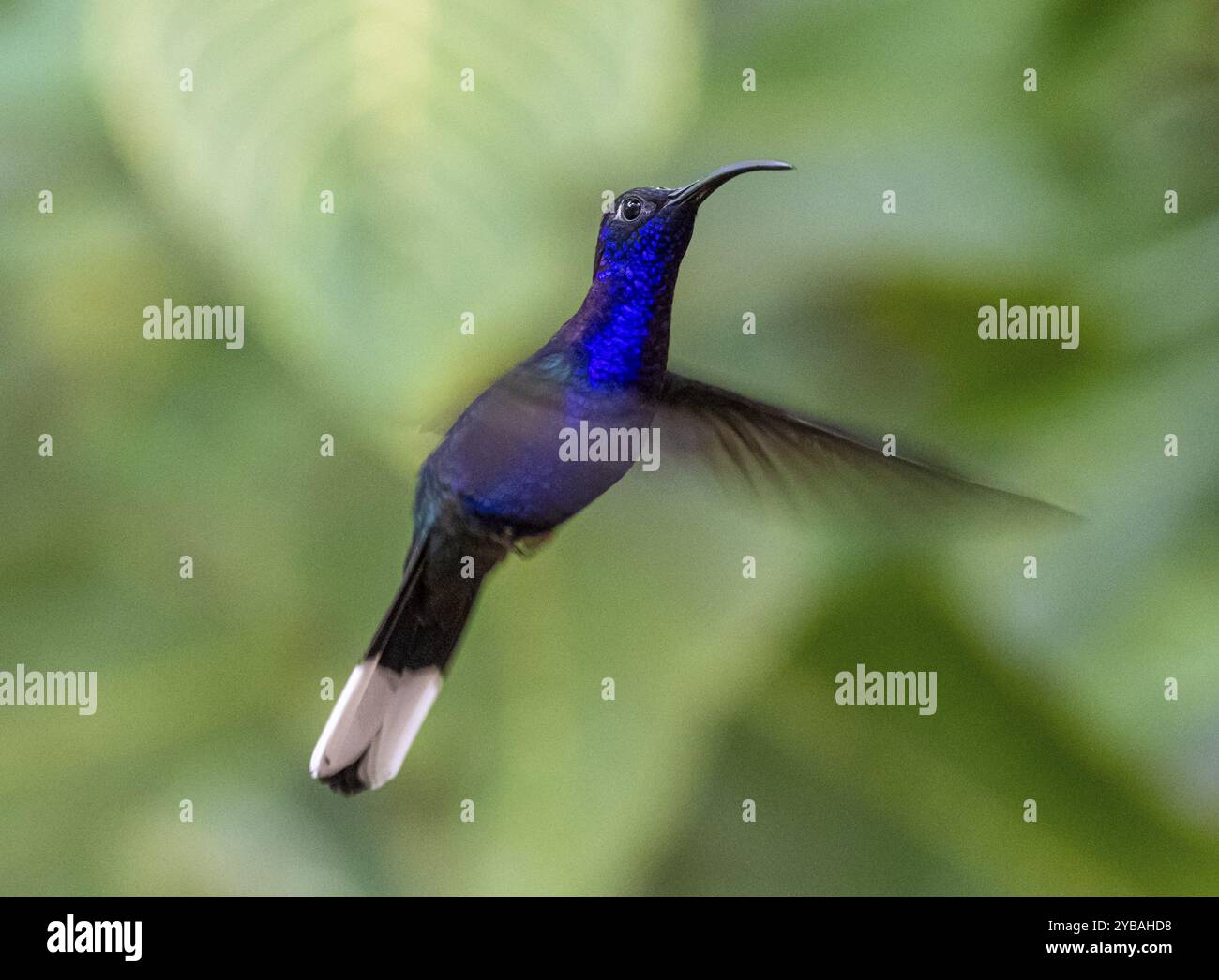 Purple hummingbird wing (Campylopterus hemileucurus), blue hummingbird ...