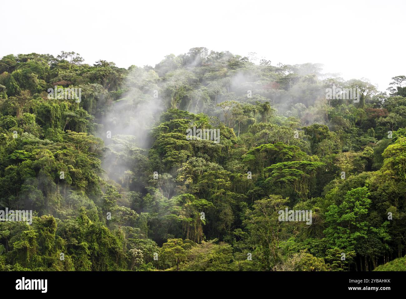 Fog drifts through the rainforest, treetops in the dense forest ...