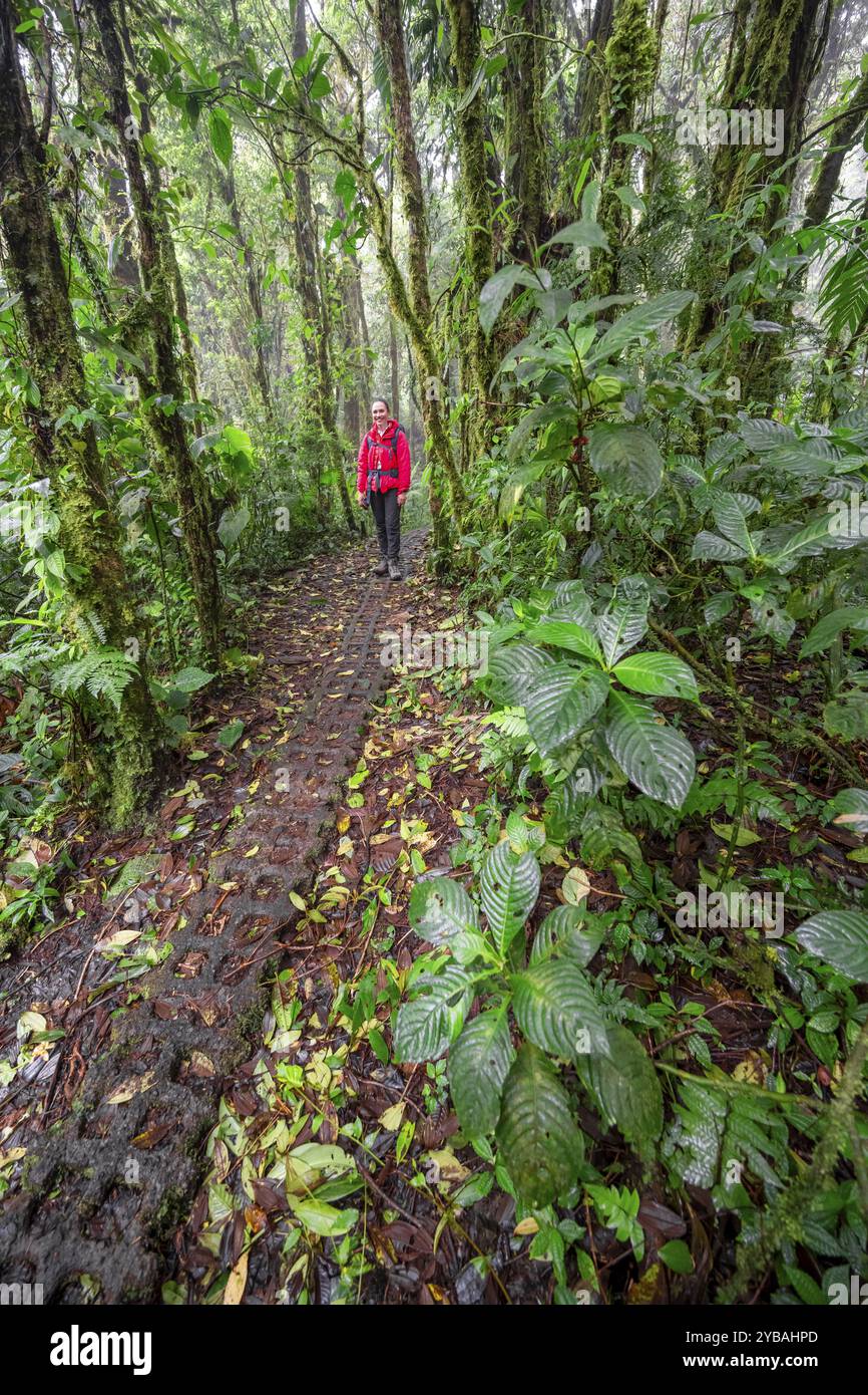 Hiker, tourist on a hiking trail in the rainforest, dense vegetation ...