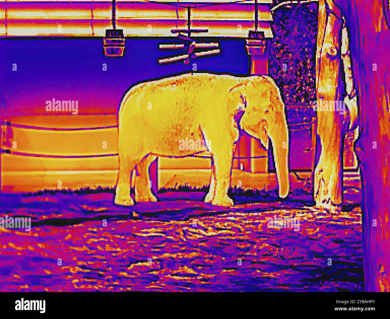Elephant in a zoo. Thermal image or thermography, symbol photo ...