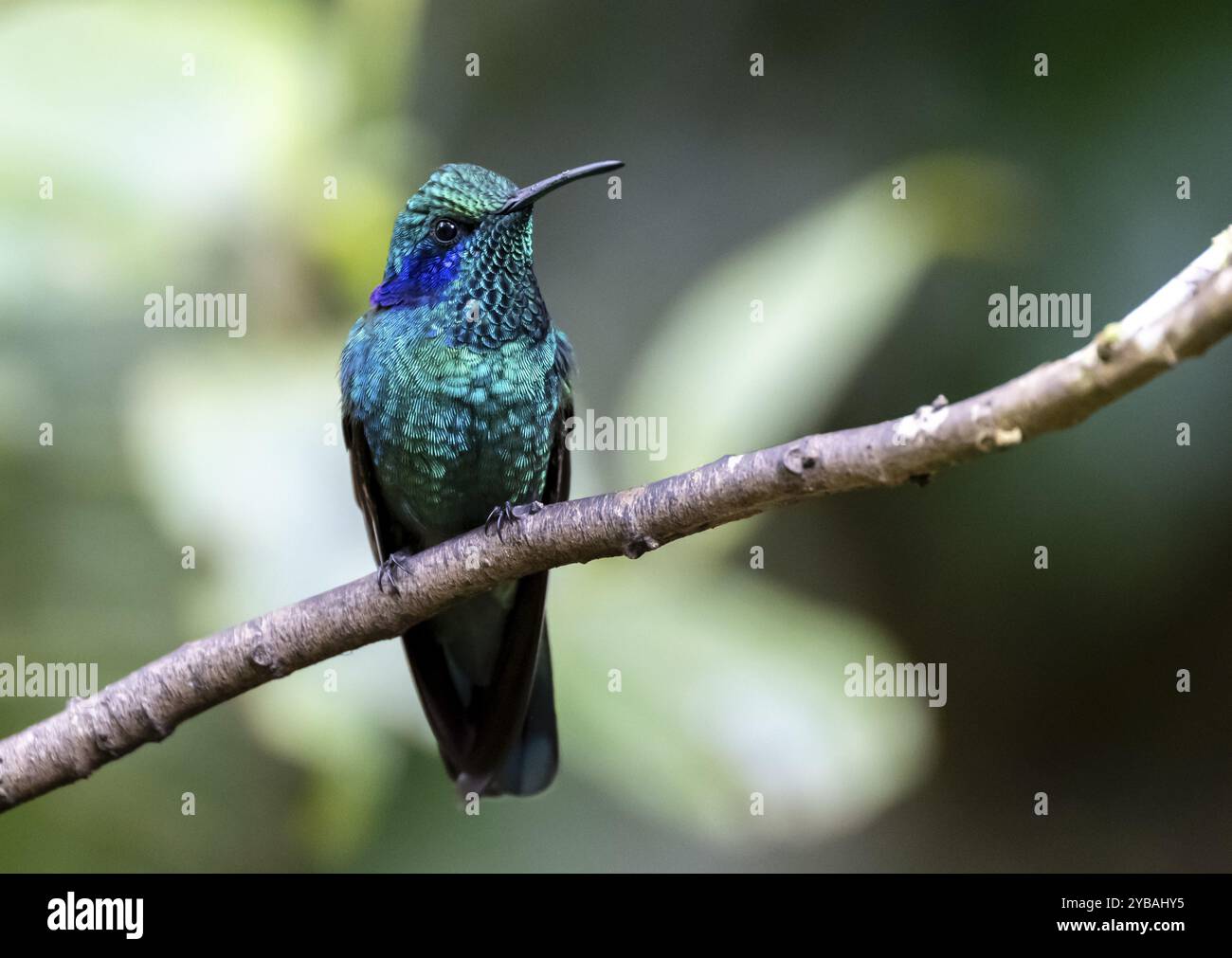 Mountain Violet-eared Hummingbird (Colibri cyanotus) sitting on a ...