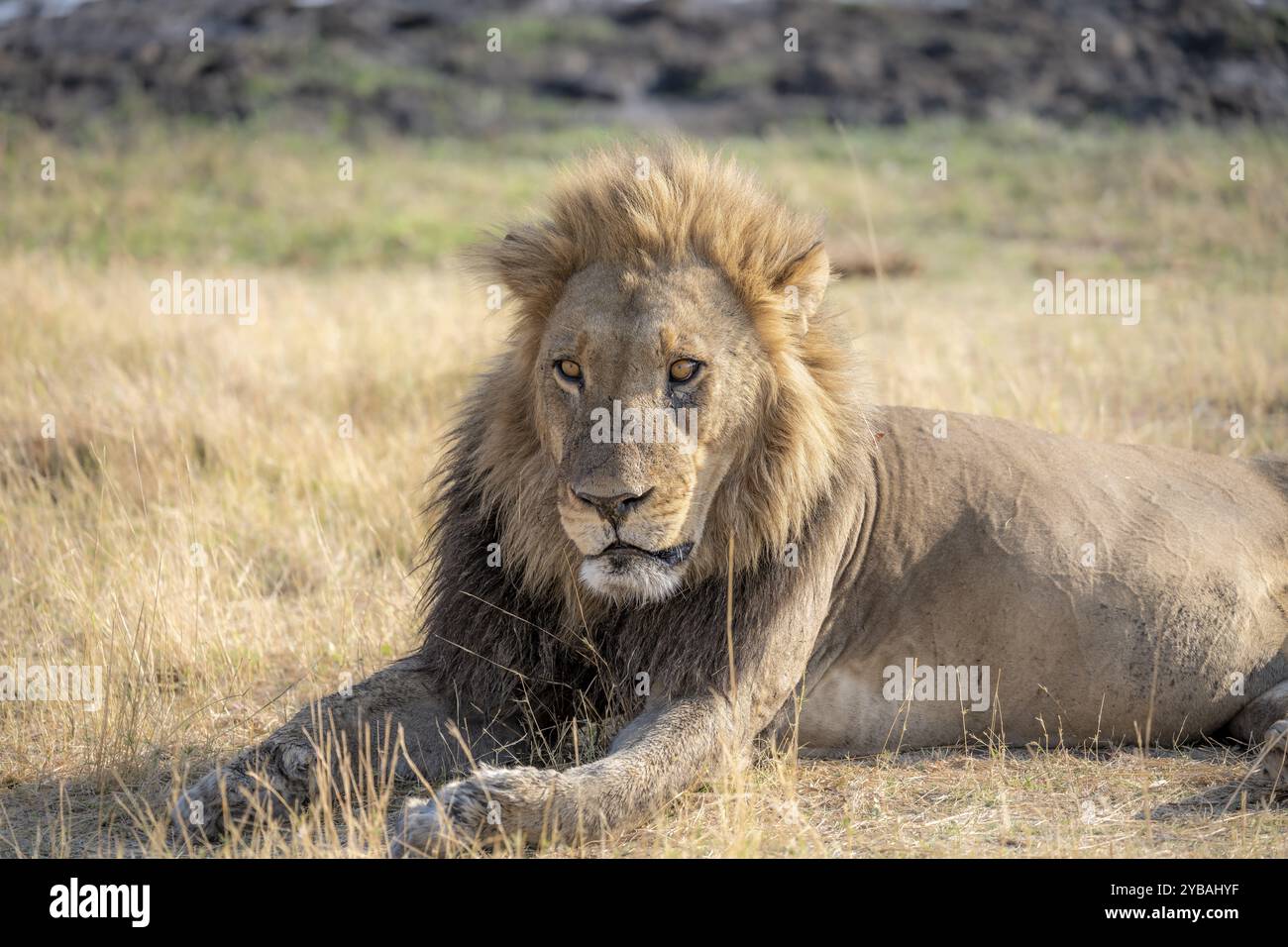 Lion (Panthera leo), animal portrait, adult male, lying in dry grass ...