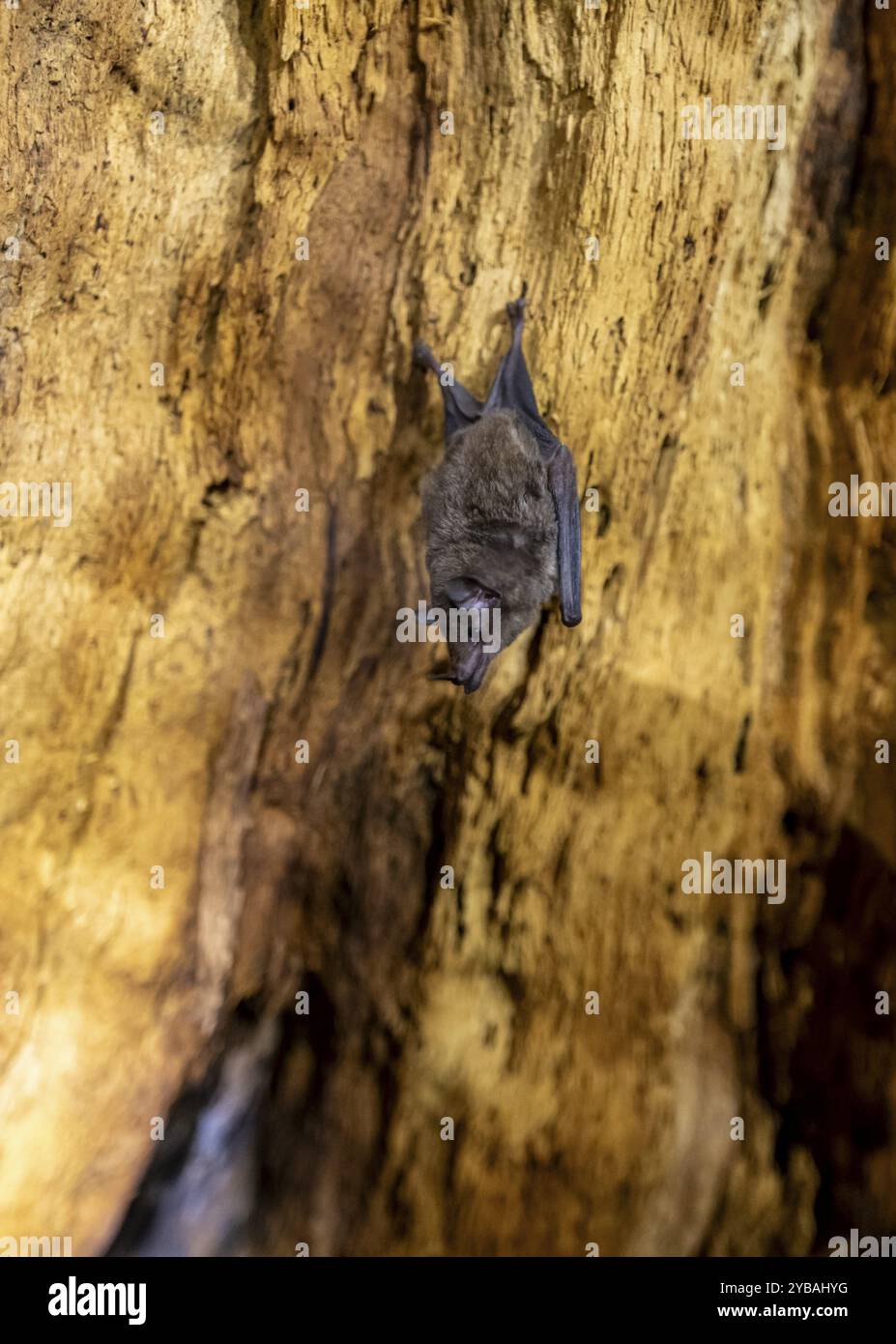 Bat hanging inside a hollow tree, tropical rainforest, Corcovado ...