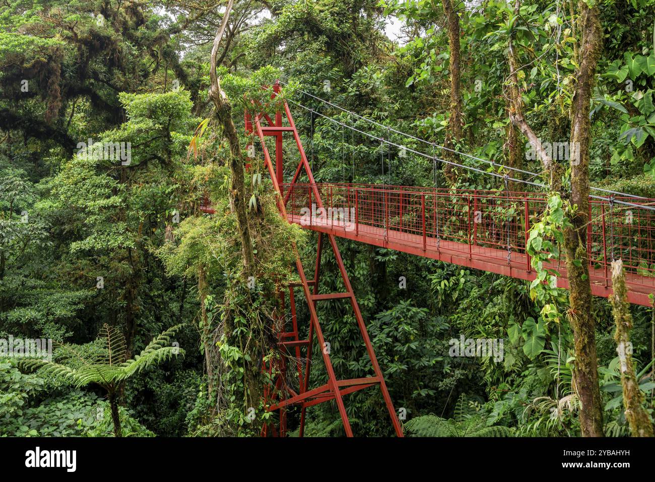 Red suspension bridge between the treetops in the rainforest ...