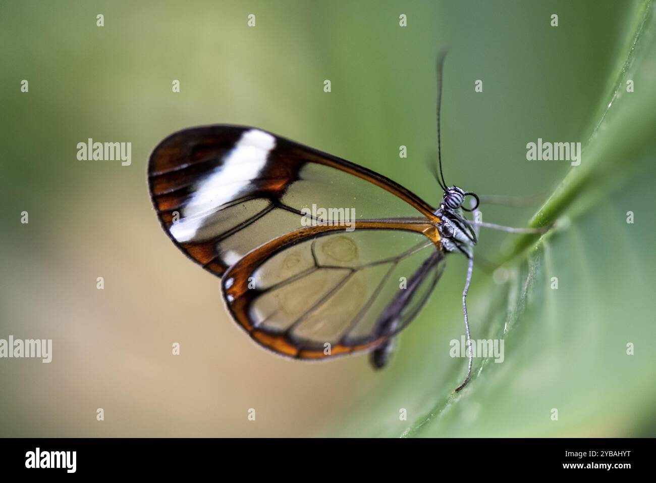Glasswing butterfly (Greta oto), butterfly with transparent wings ...
