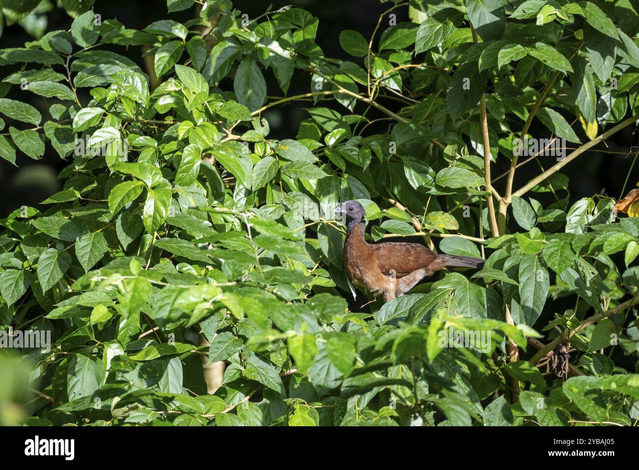Grey-headed guan (ortalis cinereiceps), bird sitting in a shrub ...