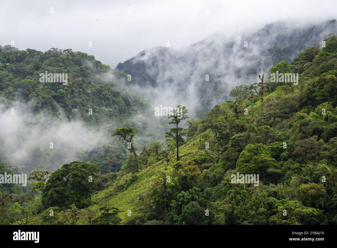 Fog drifts through the rainforest, treetops in the dense forest ...
