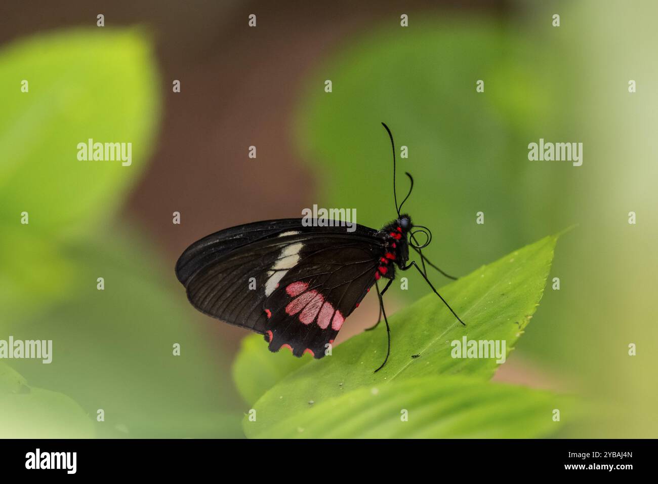 Common Parides (Parides iphidamus), butterfly sitting on a leaf ...