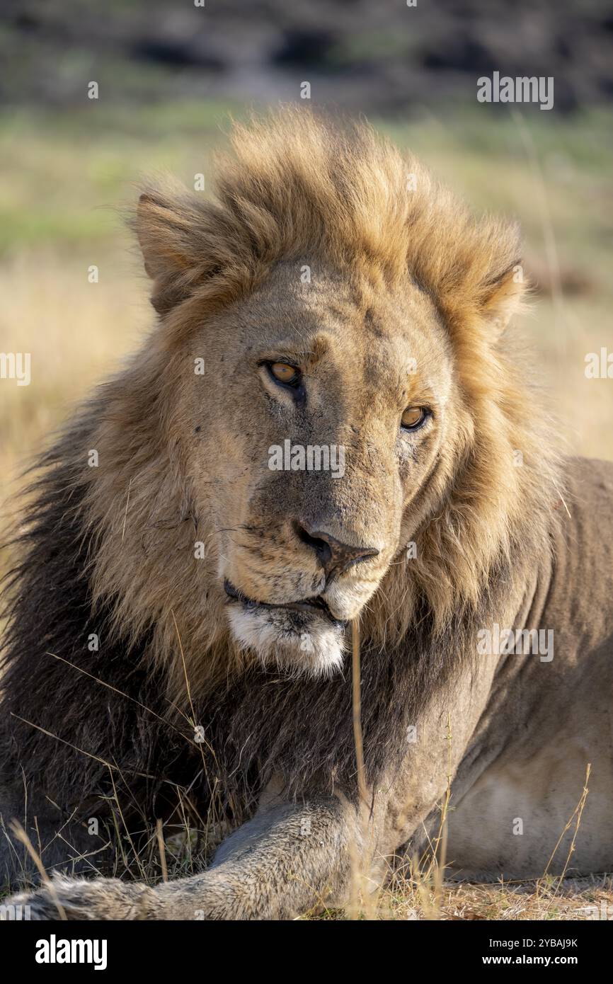 Lion (Panthera leo), animal portrait, adult male, lying in dry grass ...