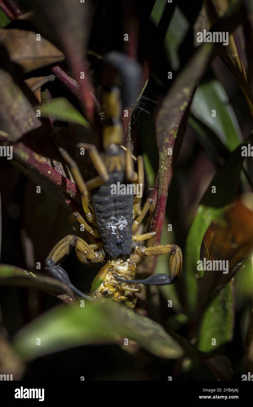 Bicoloured bark scorpion (Centruroides bicolor), scorpion eating prey ...