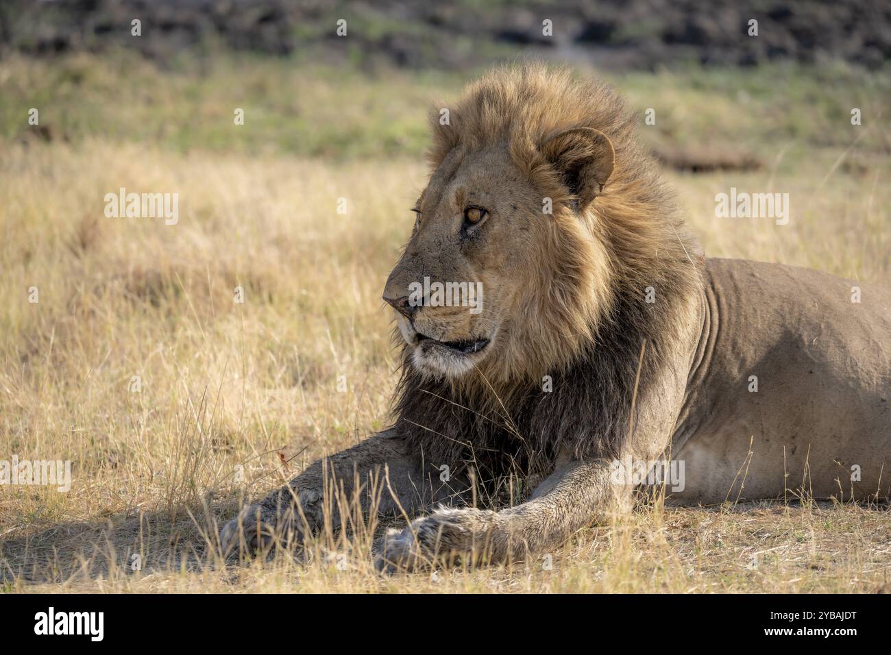 Lion (Panthera leo), animal portrait, adult male, lying in dry grass ...